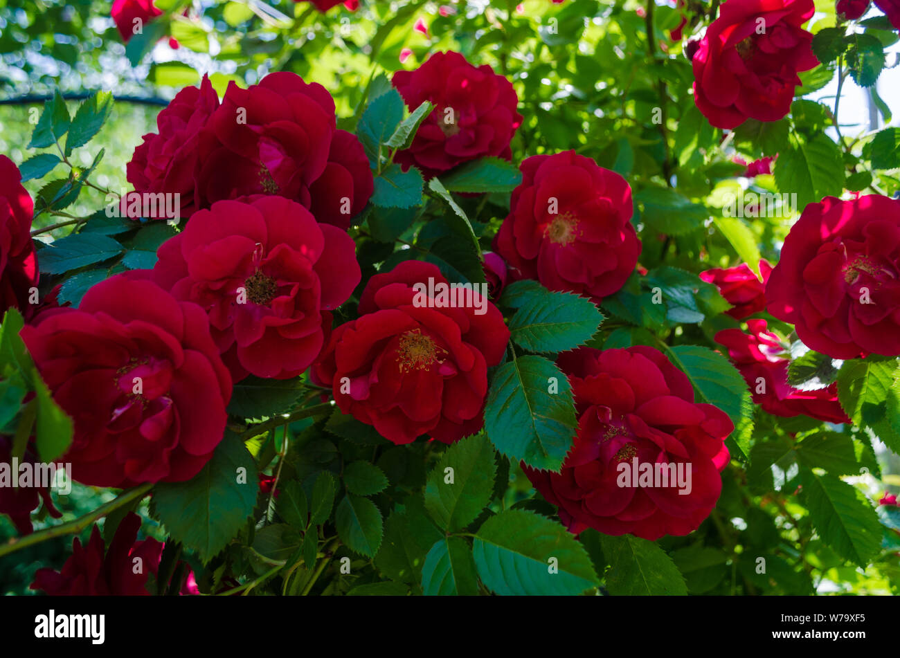 Very full blooms hi-res stock photography and images - Alamy