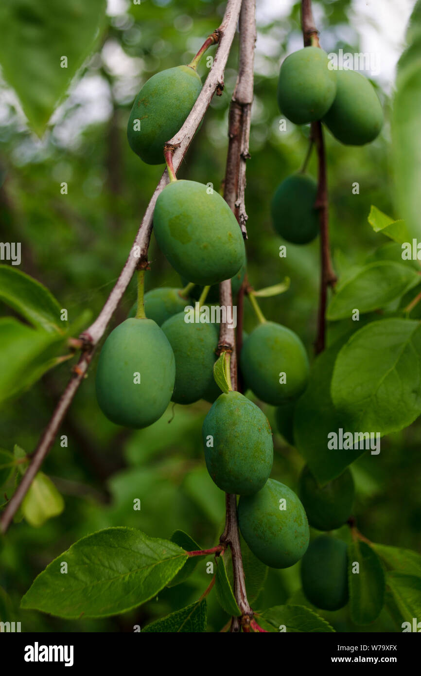 Unripe plums growing on stems in the sunny summer garden. Tree branch ...