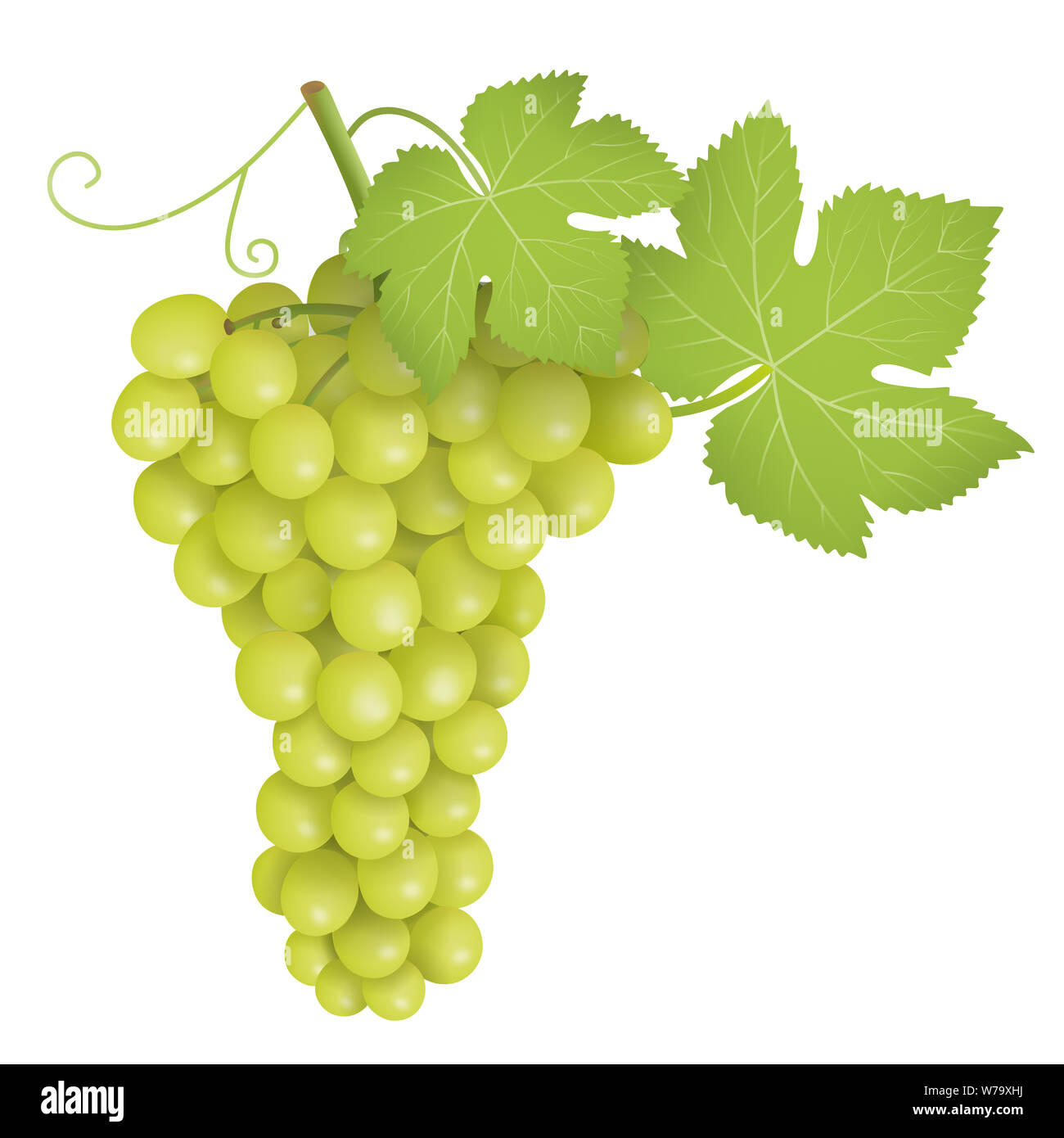 Green bunch of grapes. Green grapes cluster illustration Stock Photo ...