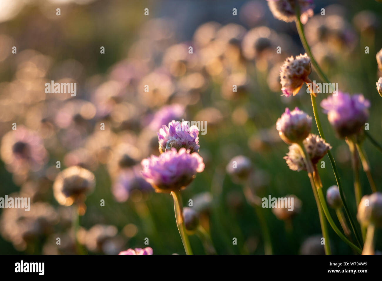 red clover in back light Stock Photo - Alamy