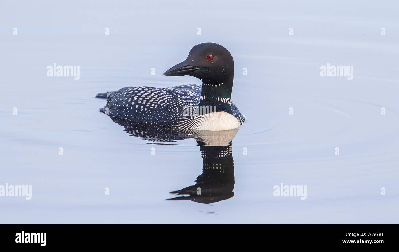 A Common Loon in Alaska Stock Photo - Alamy