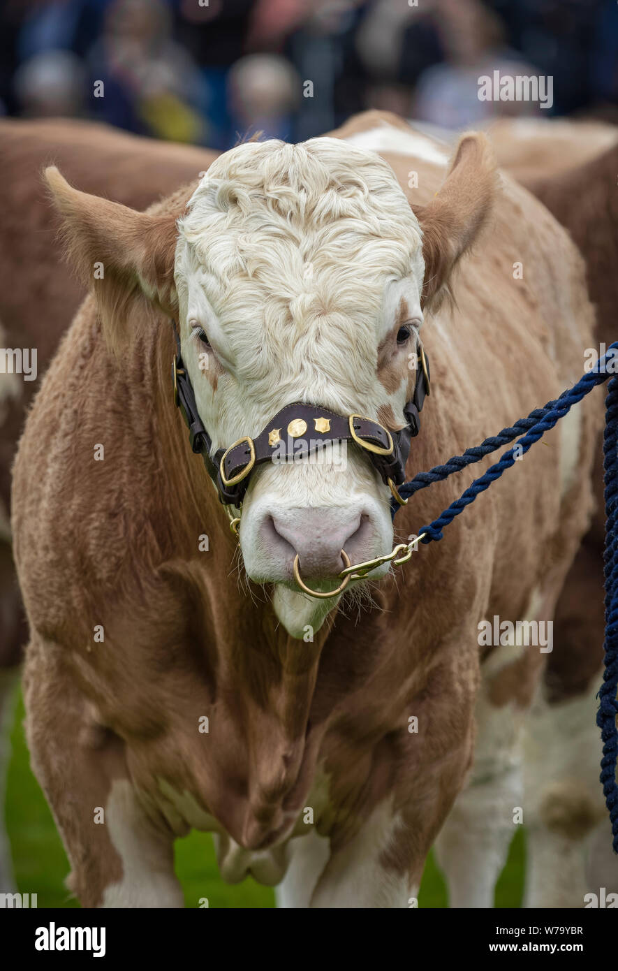 Hereford beef hi-res stock photography and images - Alamy