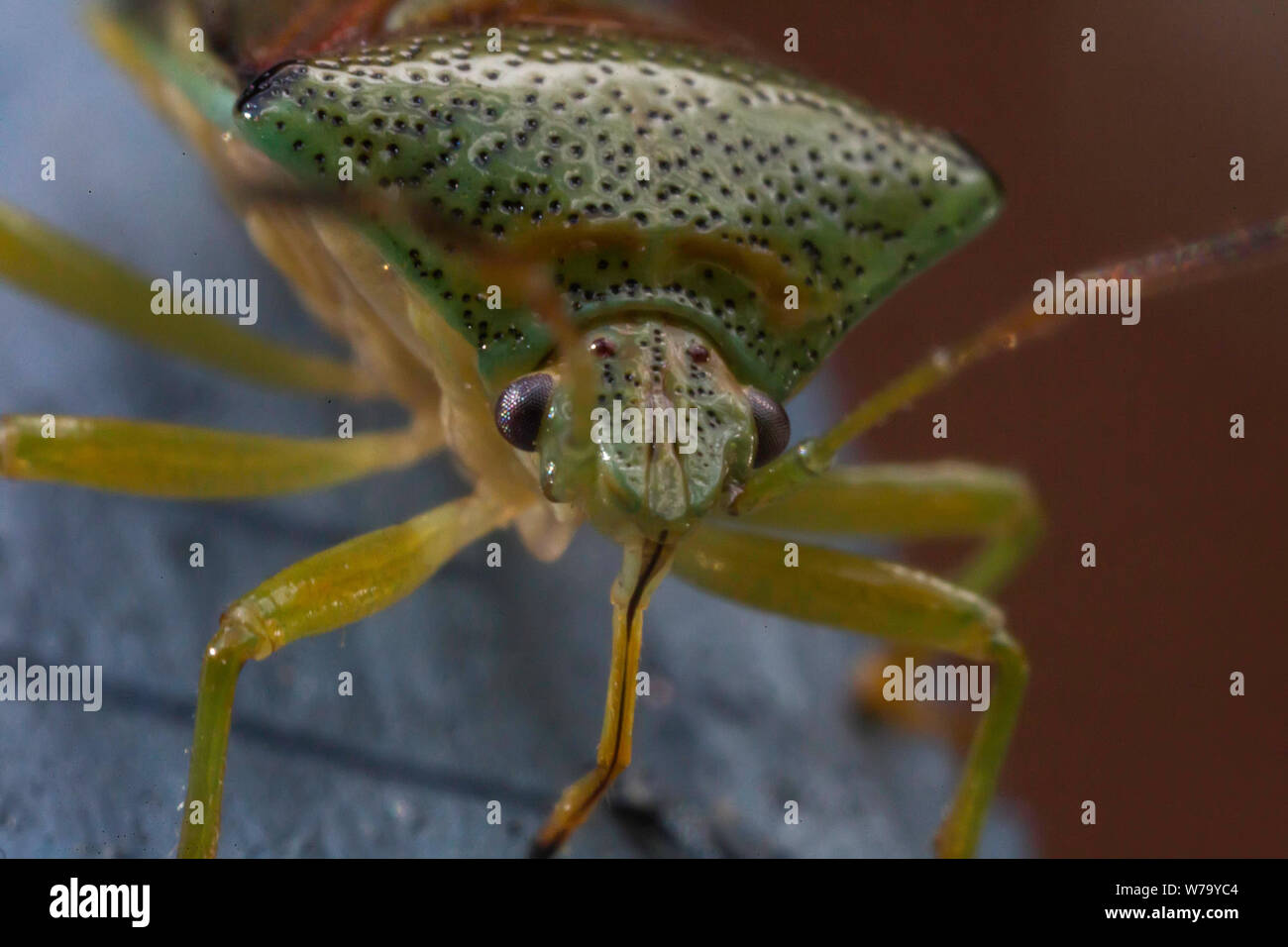 Birch shield bug (Elasmostethus interstinctus) in Alaska Stock Photo ...