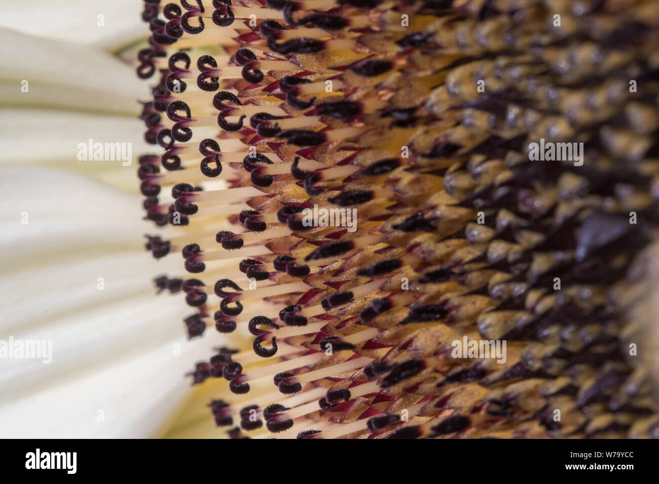 Botanical macro of sunflower hi-res stock photography and images - Alamy Botanical macro of sunflower hi-res stock photography and images - Alamy