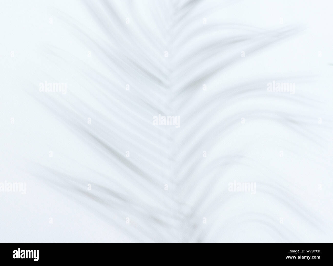 Shadow of long leaf plant on white wall background Stock Photo - Alamy