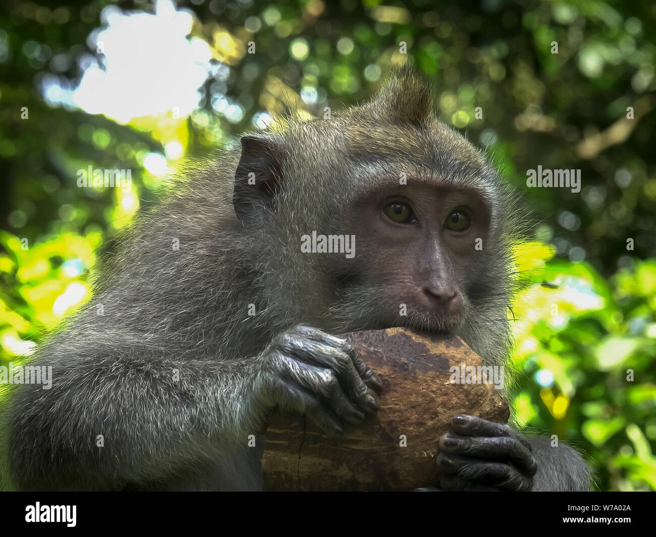 Monkey eating a coconut hi-res stock photography and images - Alamy