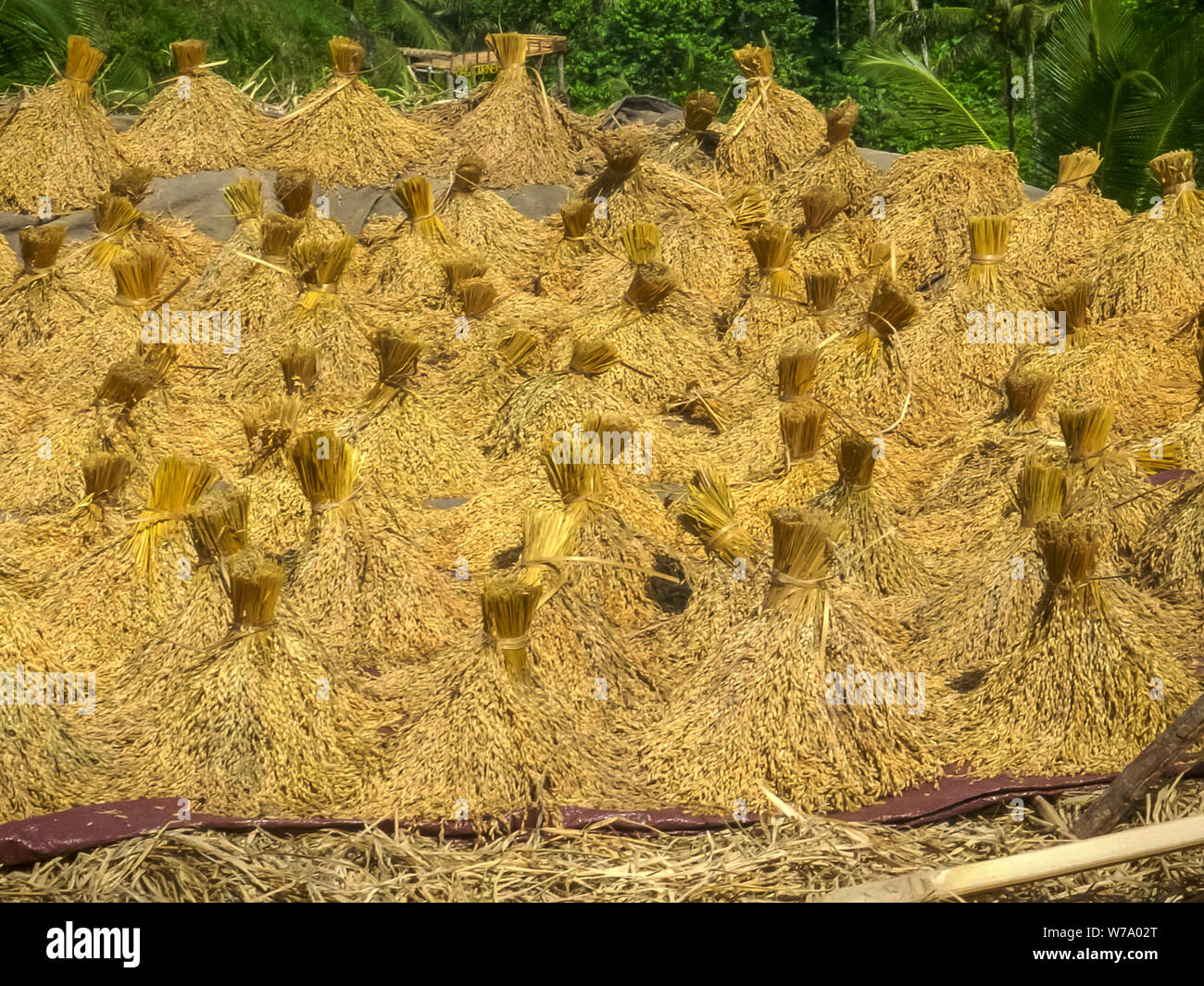 rice sheaves drying in the sun on a rice terrace at tegallang, bali ...