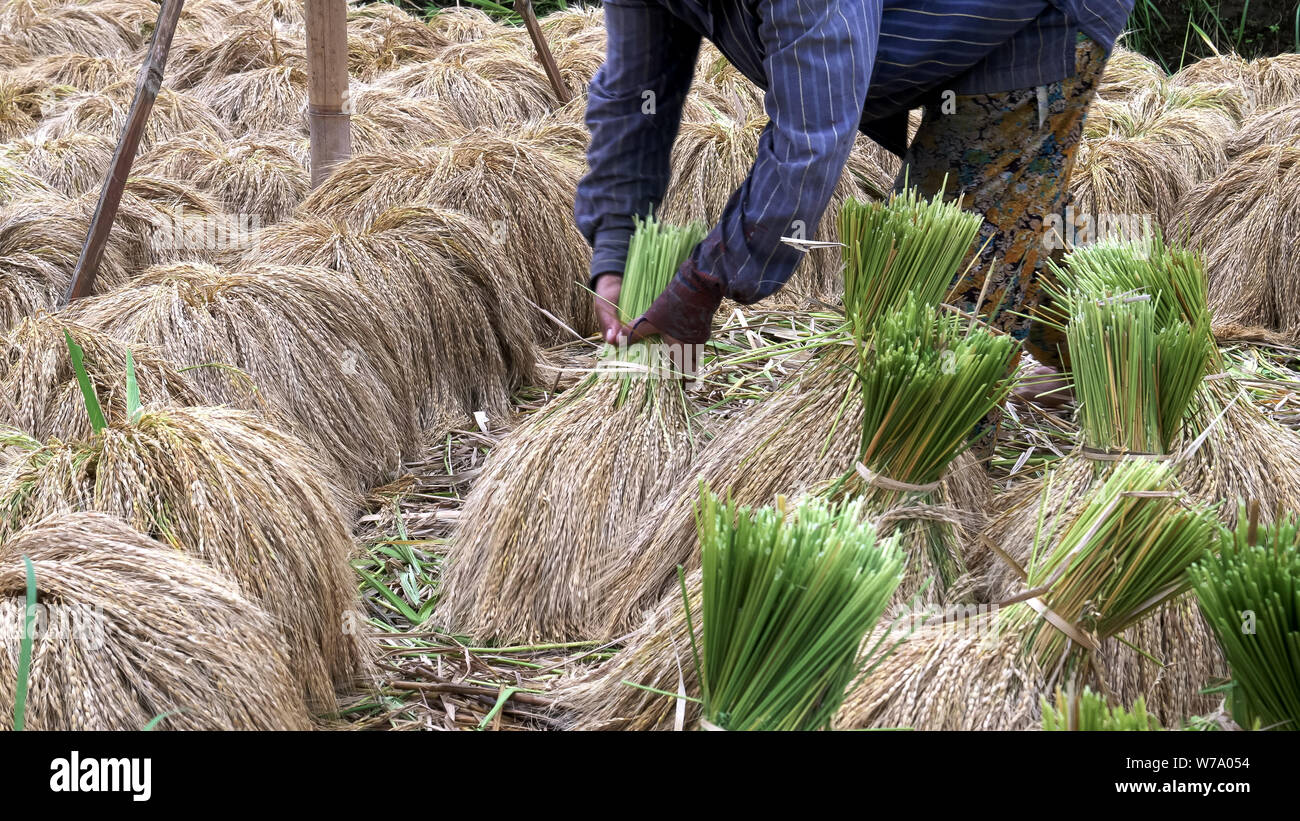 Rice sheaves hi-res stock photography and images - Alamy