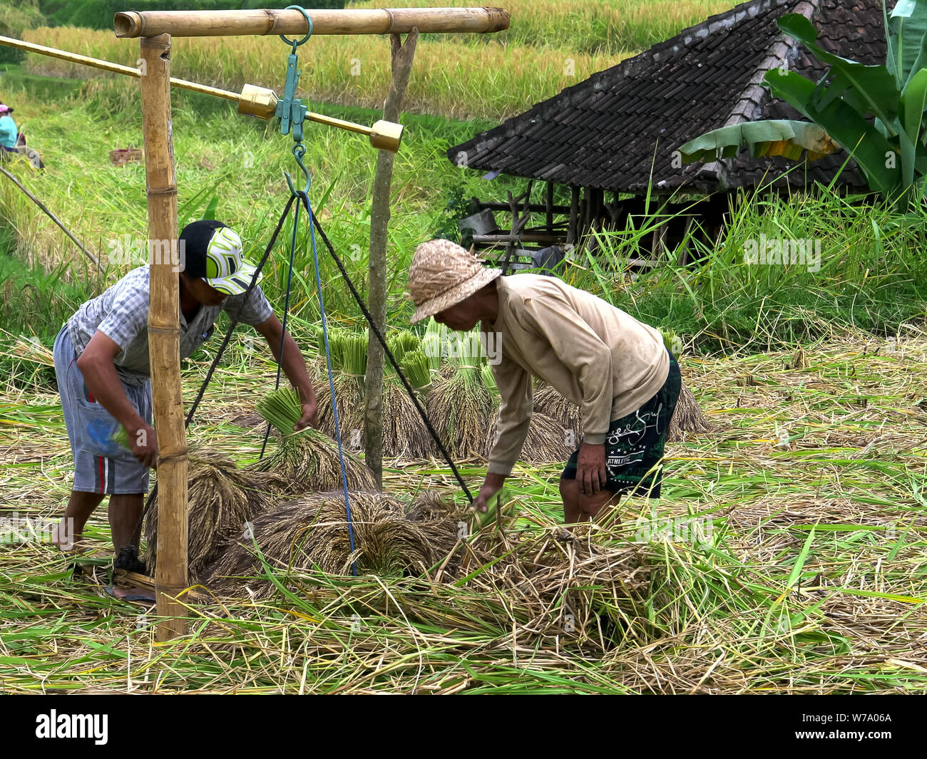 JATILUWIH, INDONESIA- JUNE, 16 2017: workers unload rice sheaves from a ...