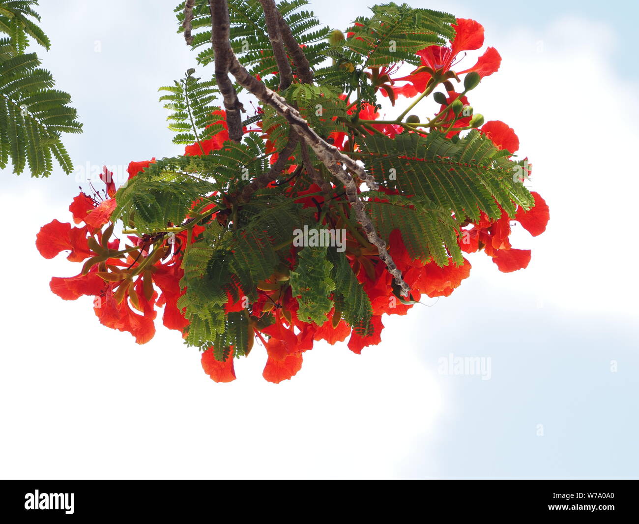 Red flamboyan hi-res stock photography and images - Alamy