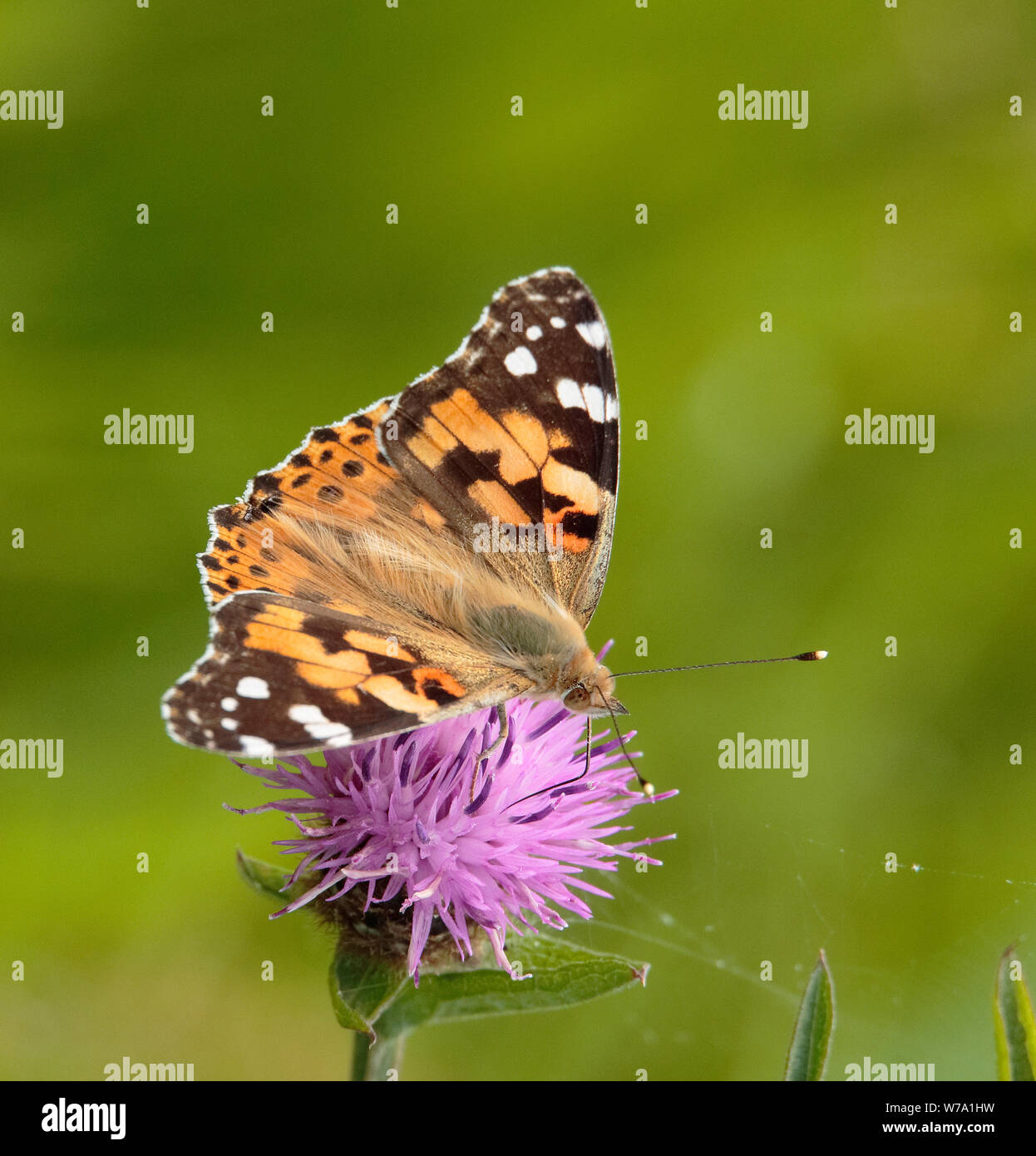 Painted lady butterfly images hi-res stock photography and images - Alamy