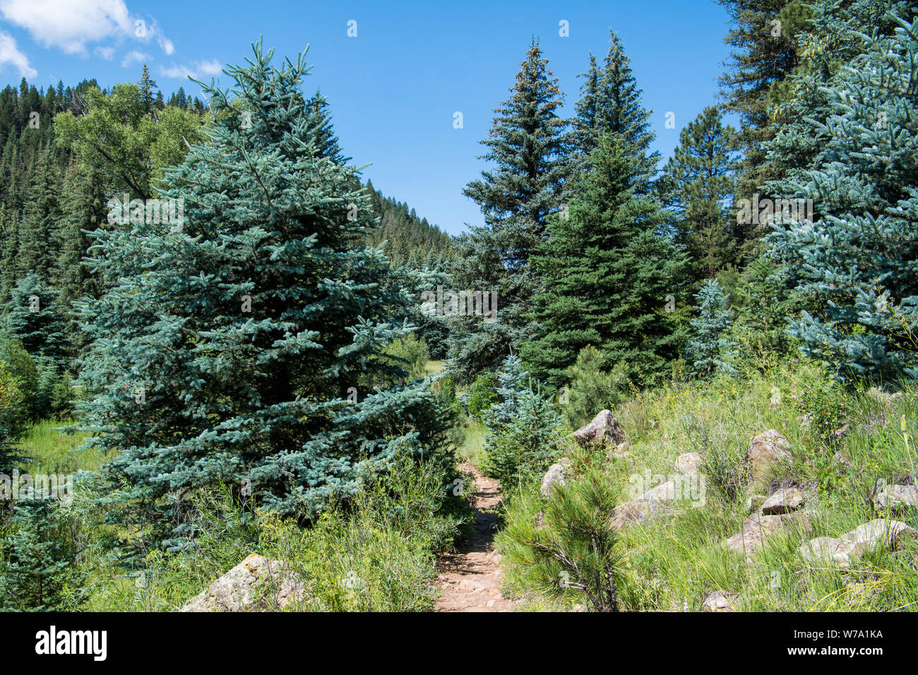 Hiking trail winds through Colorado blue spruce trees in the Rocky ...