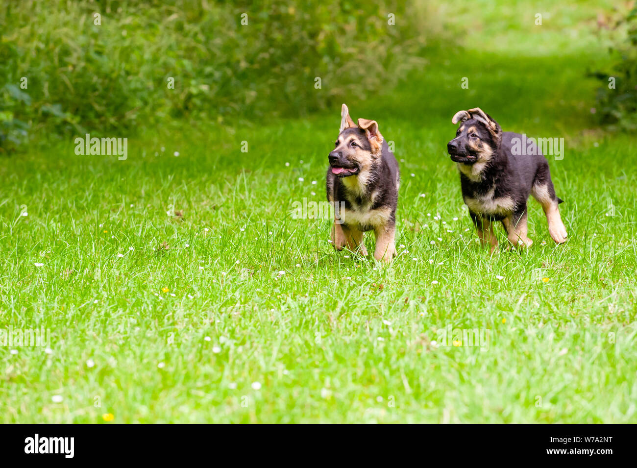 Alsation puppy hi-res stock photography and images - Alamy
