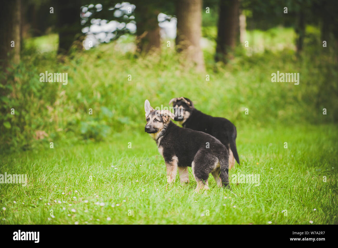 Alsation puppy hi-res stock photography and images - Alamy