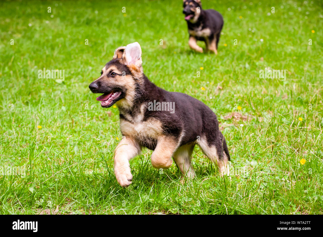 Siblings playing dog in park hi-res stock photography and images - Alamy