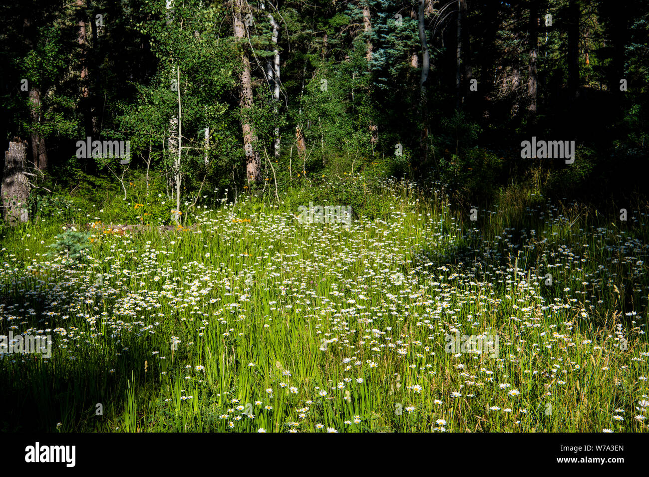 Forest clearing flowers hi-res stock photography and images - Alamy
