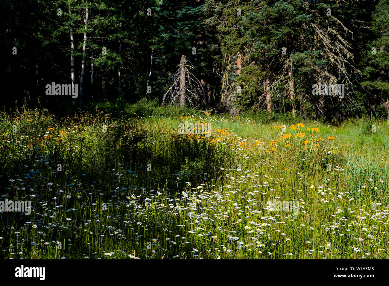 The forest daisy tree hi-res stock photography and images - Alamy