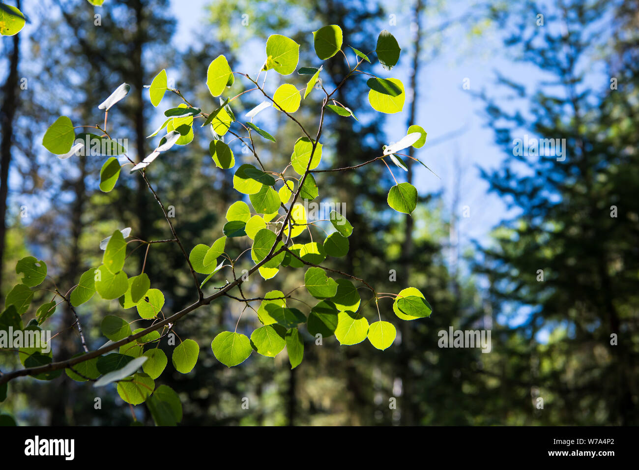 The green leaves of an aspen tree backlit by bright sunlight showing a ...