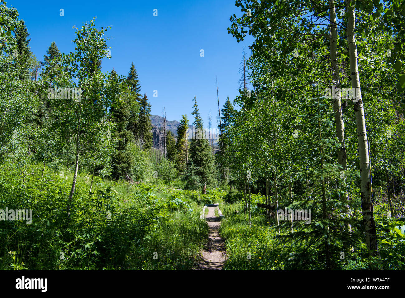 A hiking trail through a grassy meadow, aspen trees, and spruce trees ...
