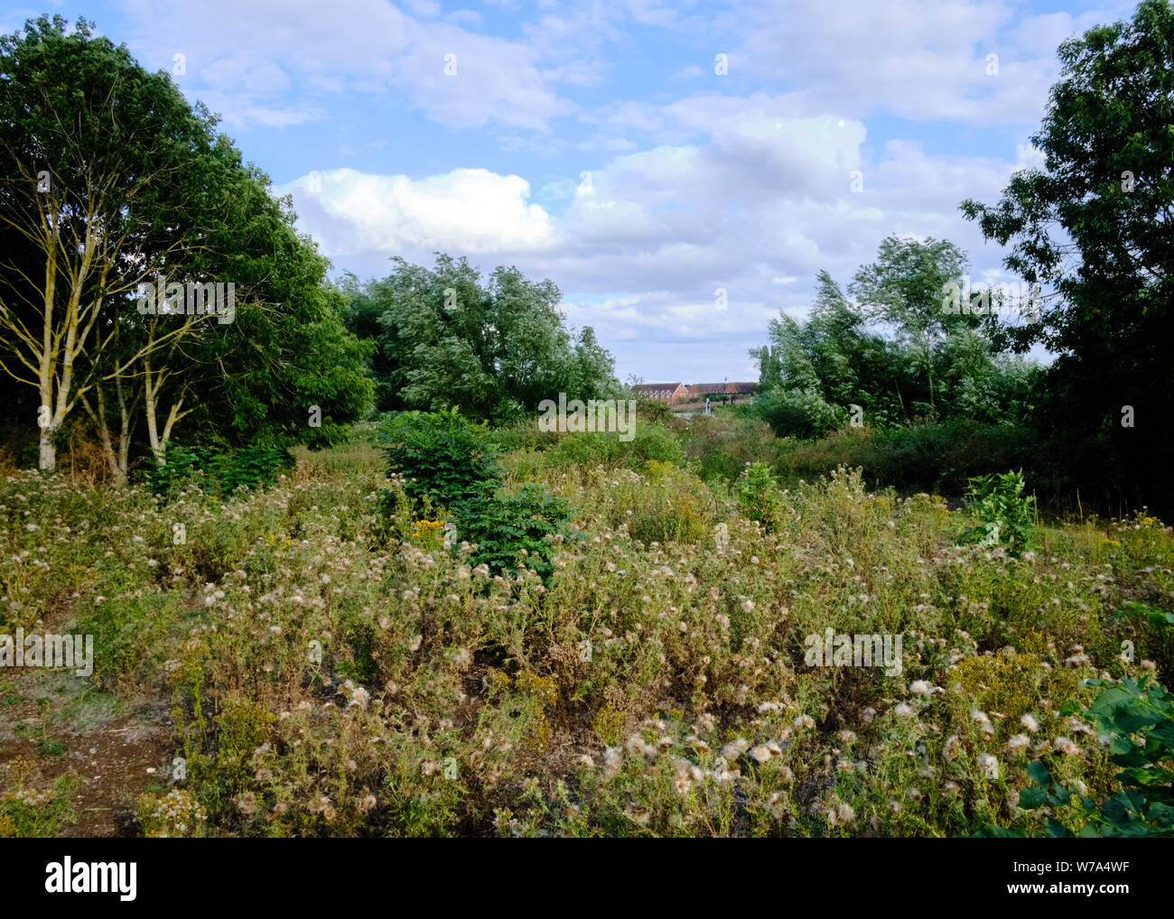 Burgess Field Nature Reserve, Oxford Stock Photo - Alamy