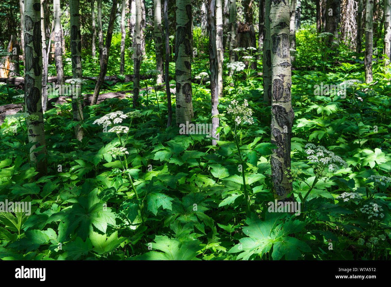 Forest floor flowers hi-res stock photography and images - Alamy