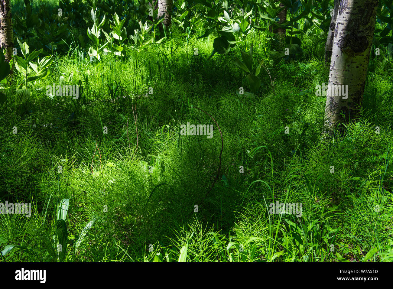 Trees plants forest green hi-res stock photography and images - Alamy