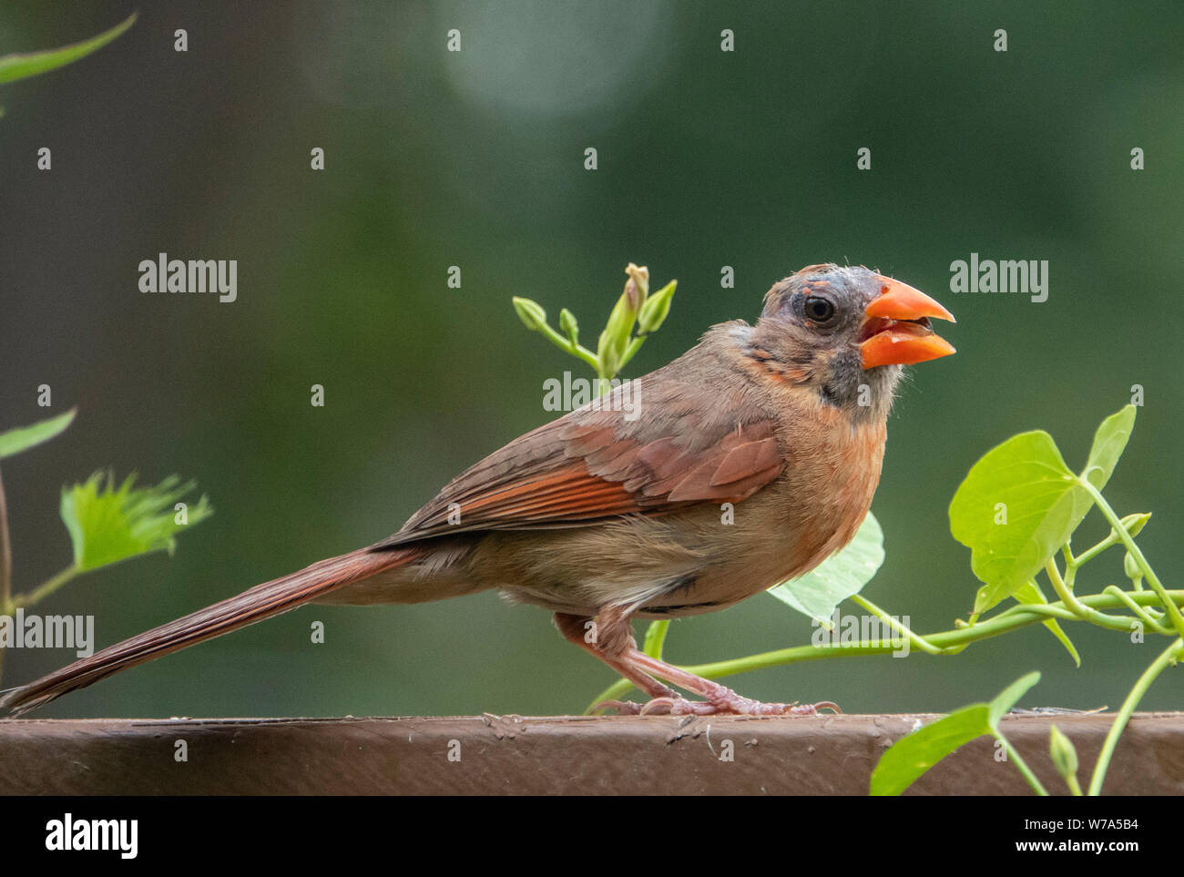 Change of seasons hi-res stock photography and images - Alamy