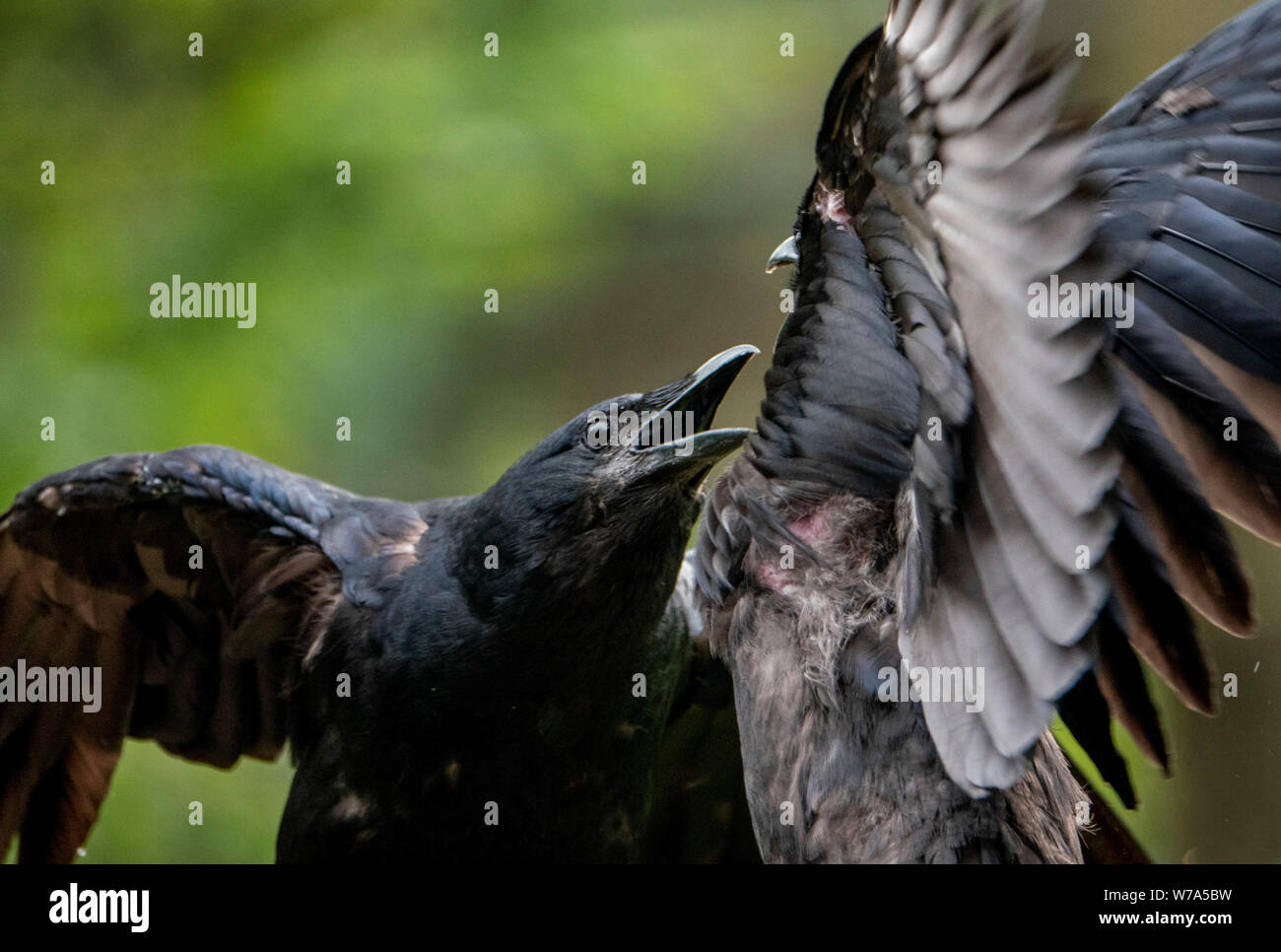 Angry birds match hi-res stock photography and images - Alamy