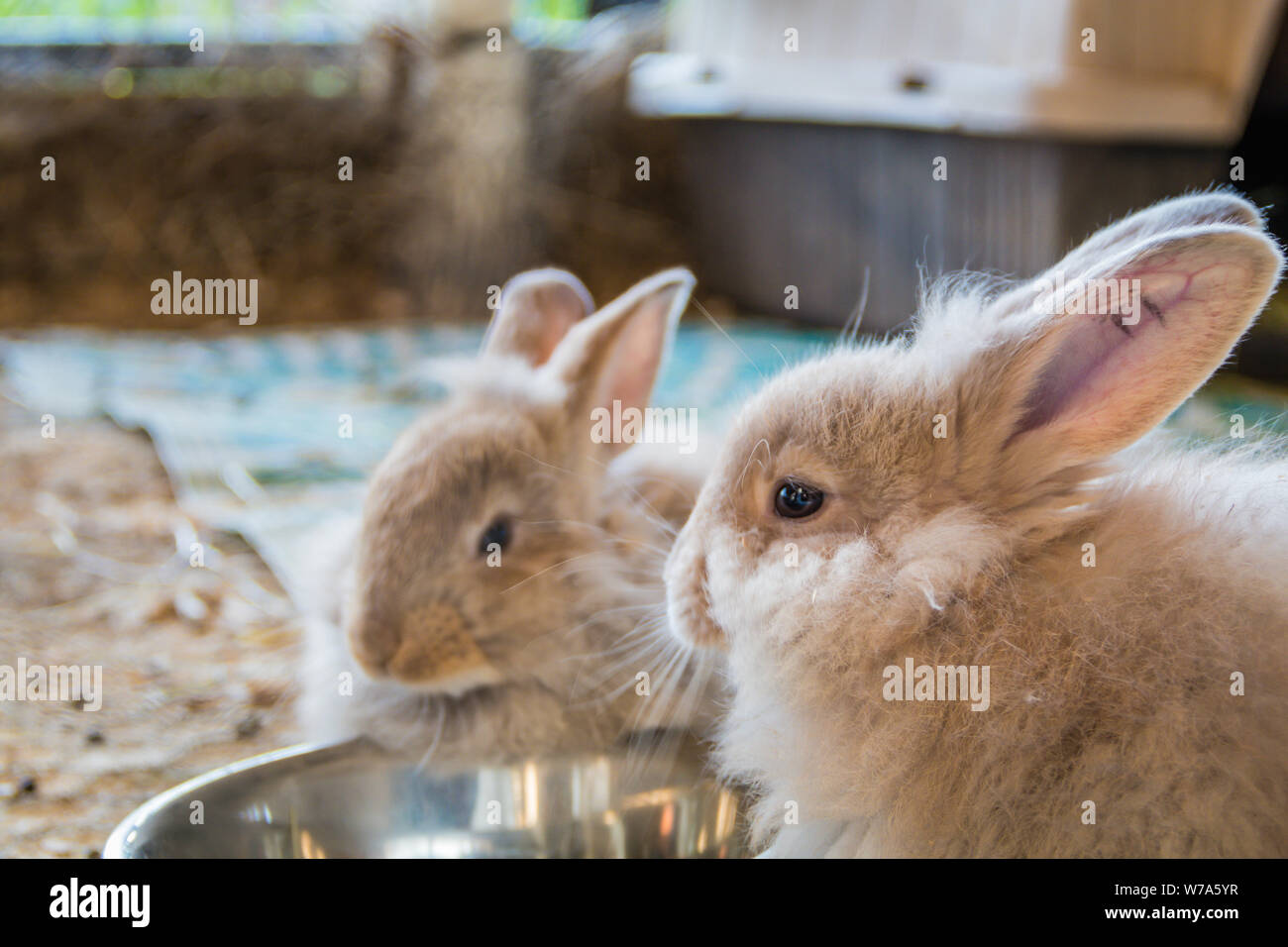 Adorable fluffy bunny rabbits eating out of same silver bowl at the ...