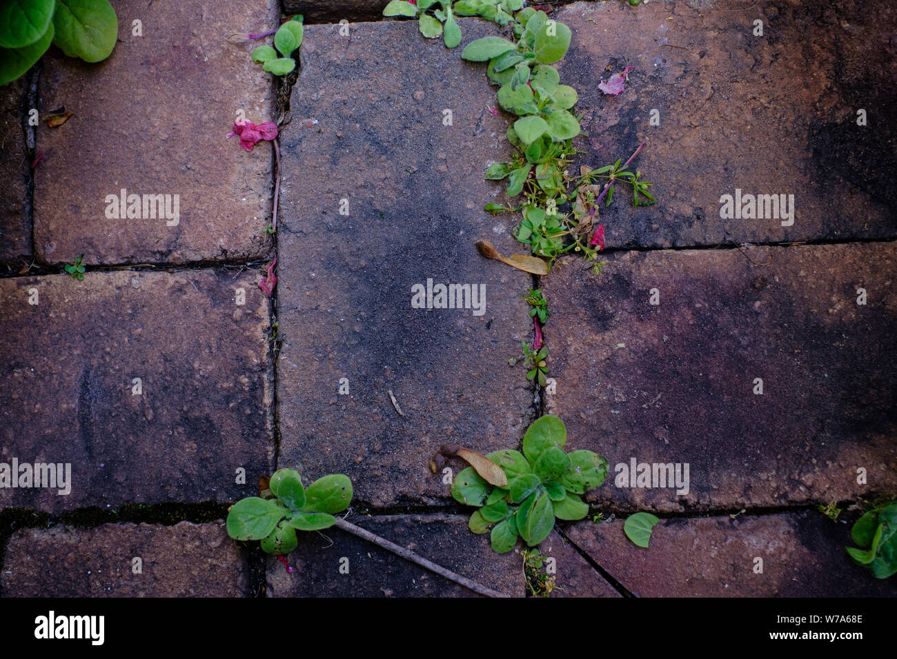 Plants growing through the cracks hi-res stock photography and images ...
