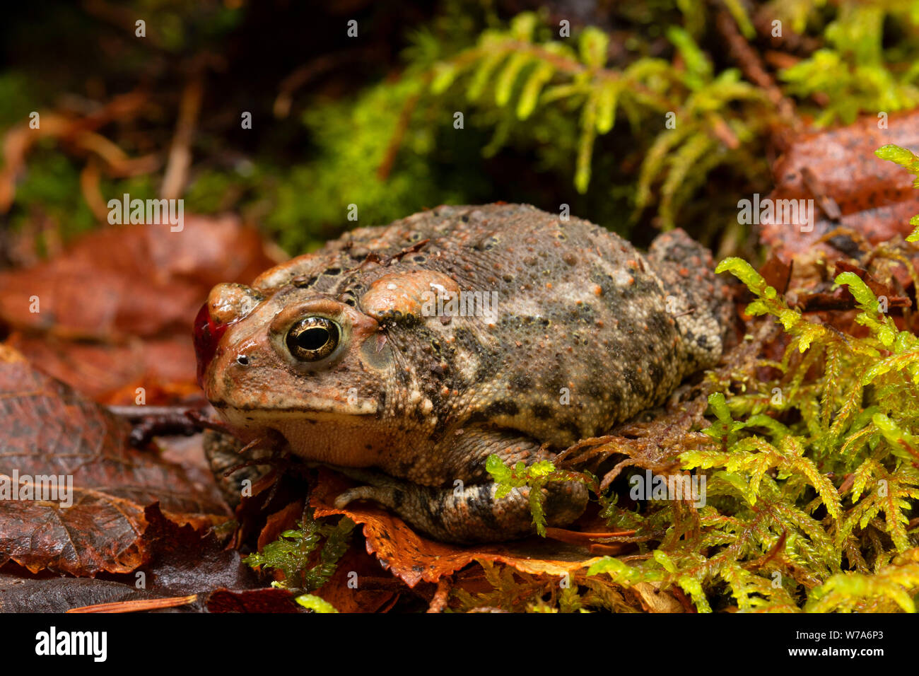 American toad, Sir Richard Squires Memorial Provincial Park ...