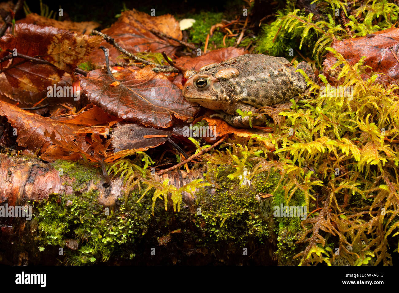 American toad, Sir Richard Squires Memorial Provincial Park ...