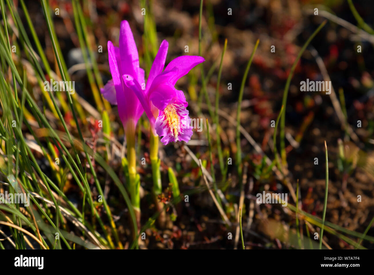 National flower of newfoundland hi-res stock photography and images - Alamy