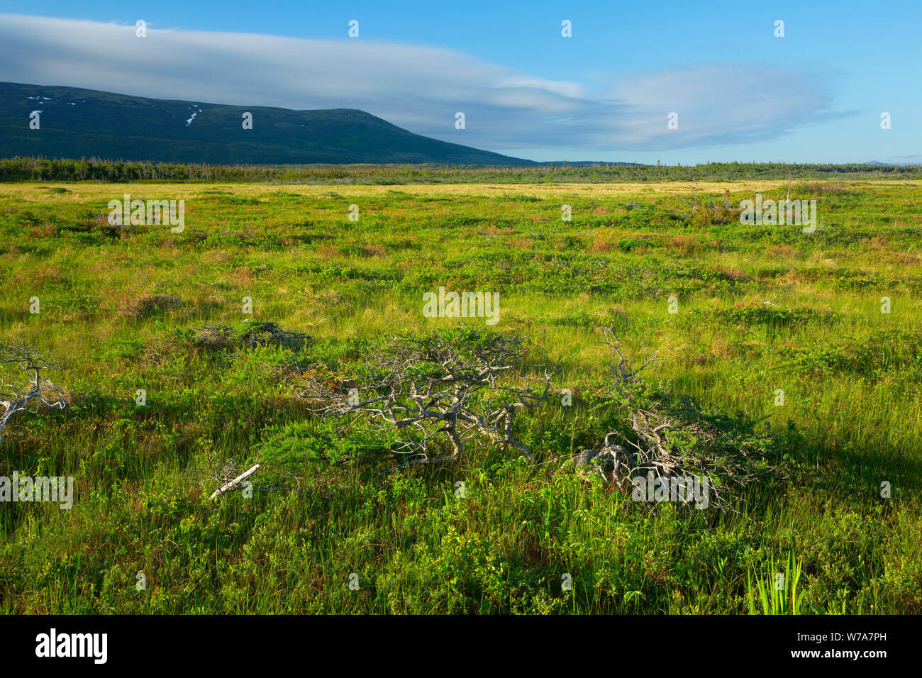Bog pond trail hi-res stock photography and images - Alamy