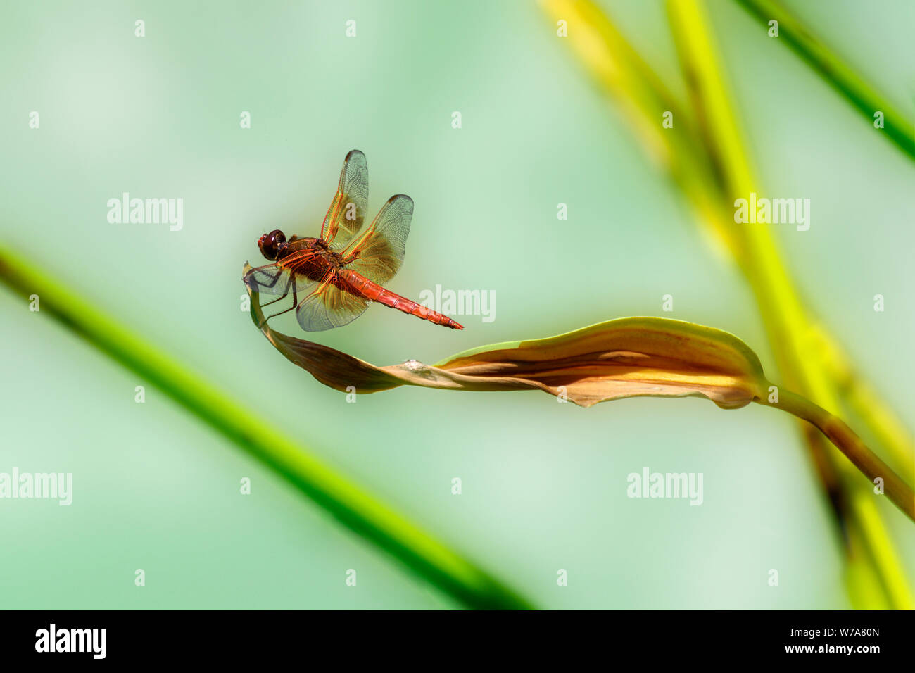 dragonfly and transparent wings on leaf Stock Photo - Alamy