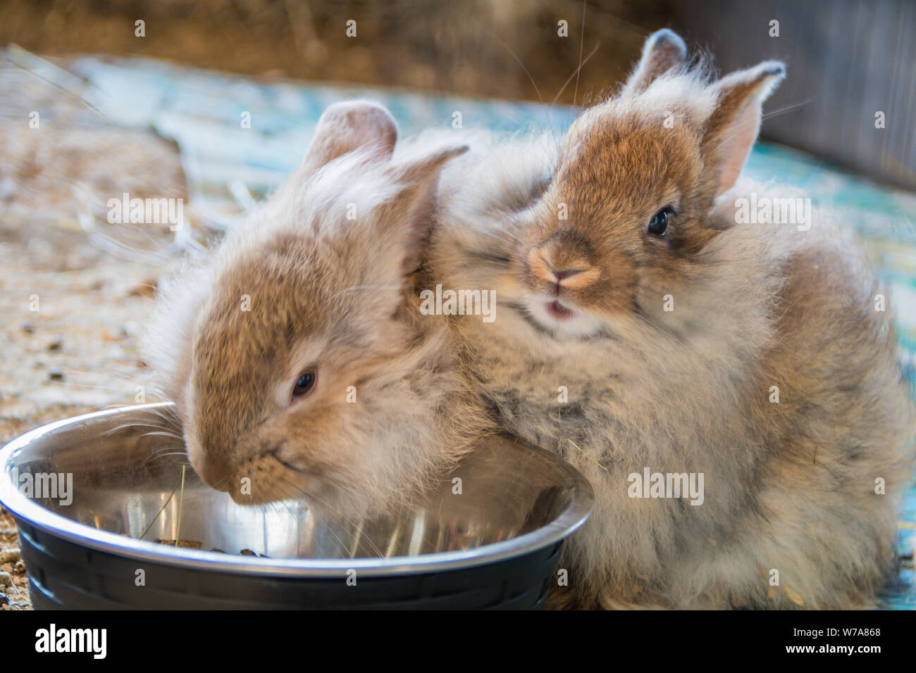 Country fair rabbit hi-res stock photography and images - Alamy