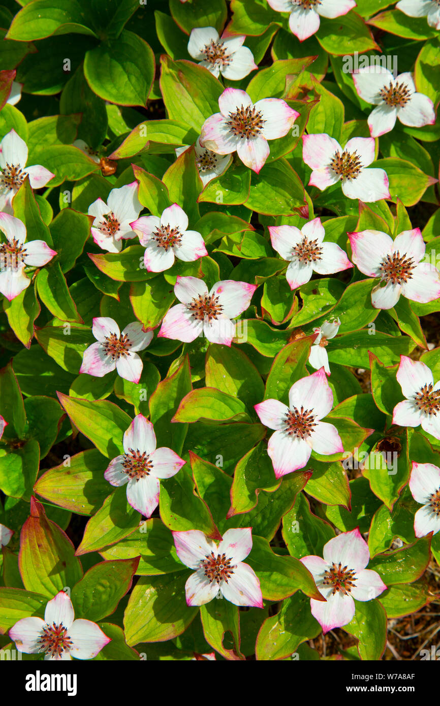 National flower of newfoundland hi-res stock photography and images - Alamy