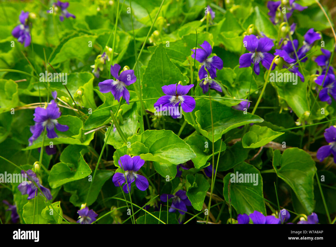 Violets along Cow Head Lighthouse Trail, Cow Head, Newfoundland and ...