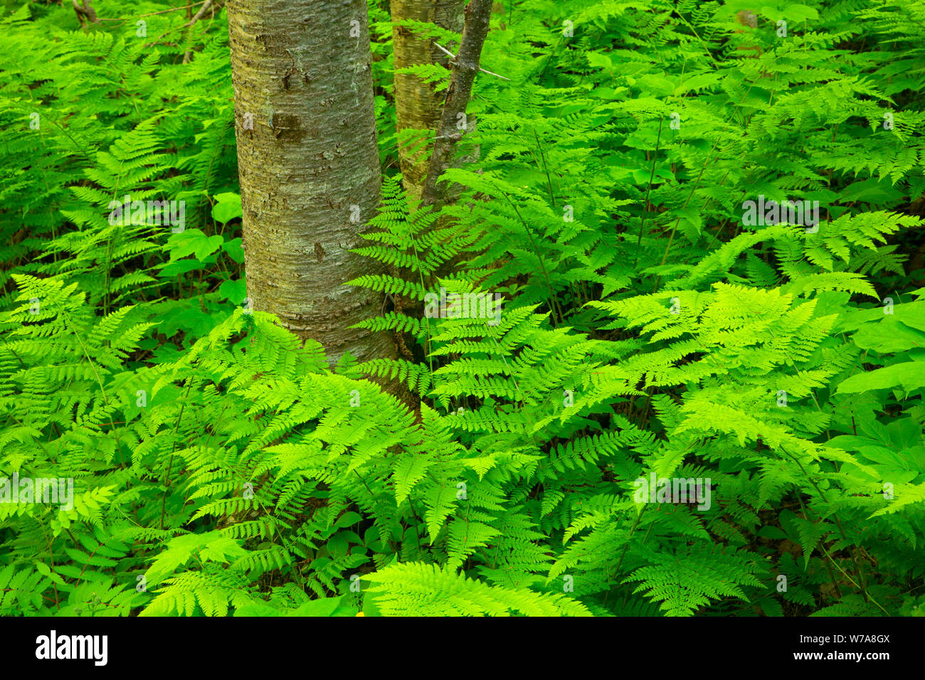 Ferns along Berry Hill Trail, Gros Morne National Park, Newfoundland ...
