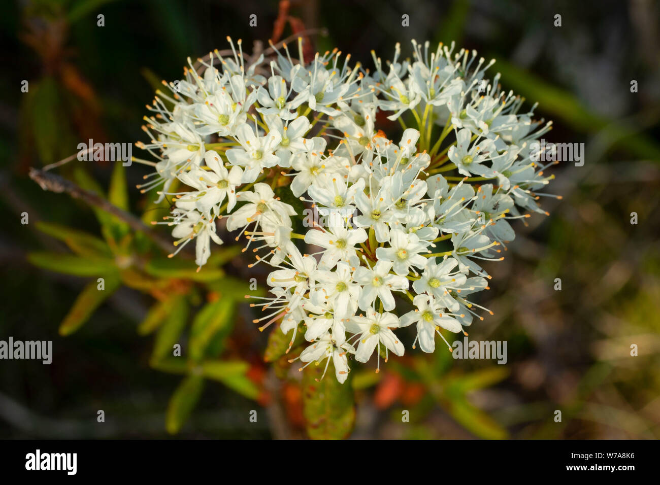 Labrador Tea Stock Photos & Labrador Tea Stock Images - Alamy