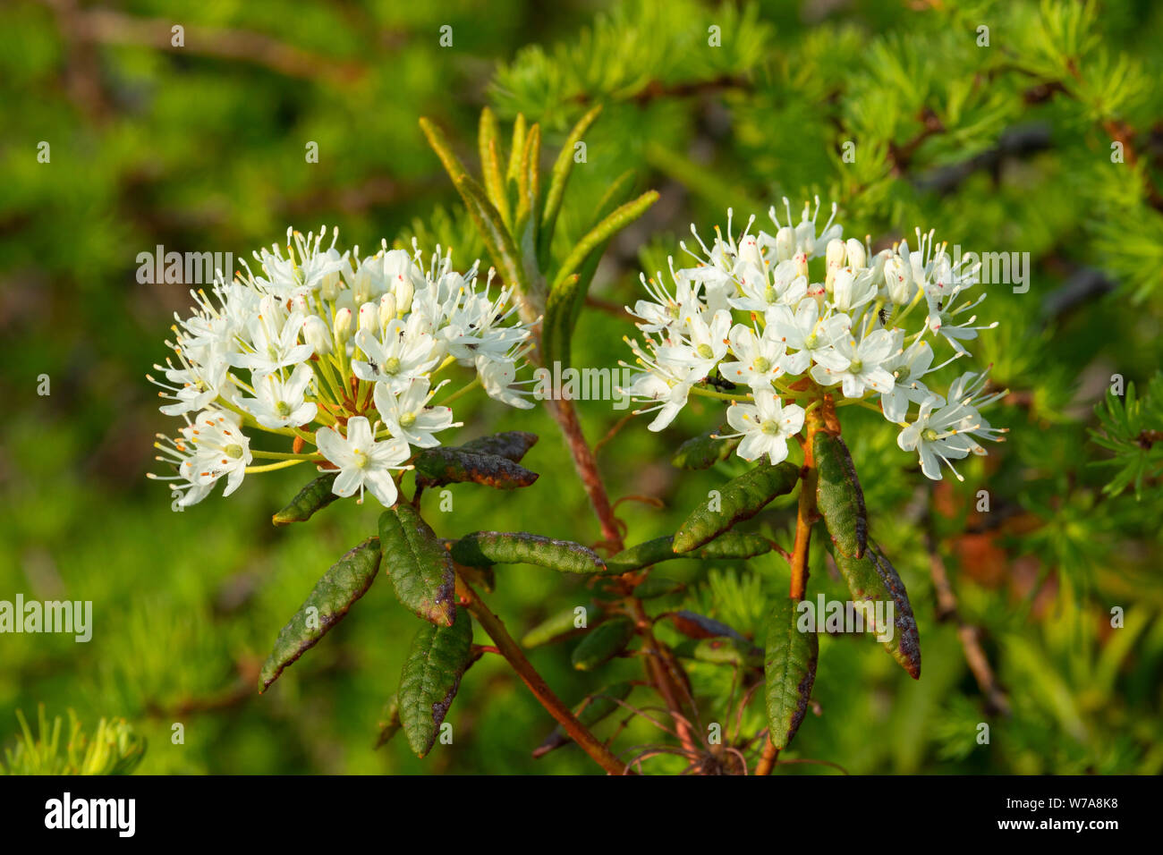 Labrador tea along Tablelands Trail, Gros Morne National Park ...