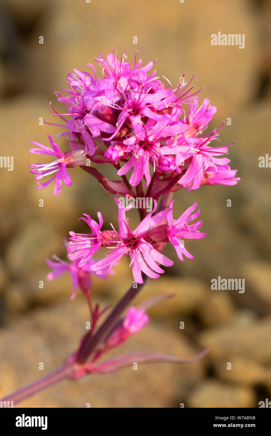 National flower of newfoundland hi-res stock photography and images - Alamy