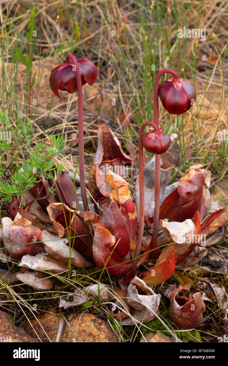 Pitcher Plant Sarracenia Purpurea High Resolution Stock Photography and ...