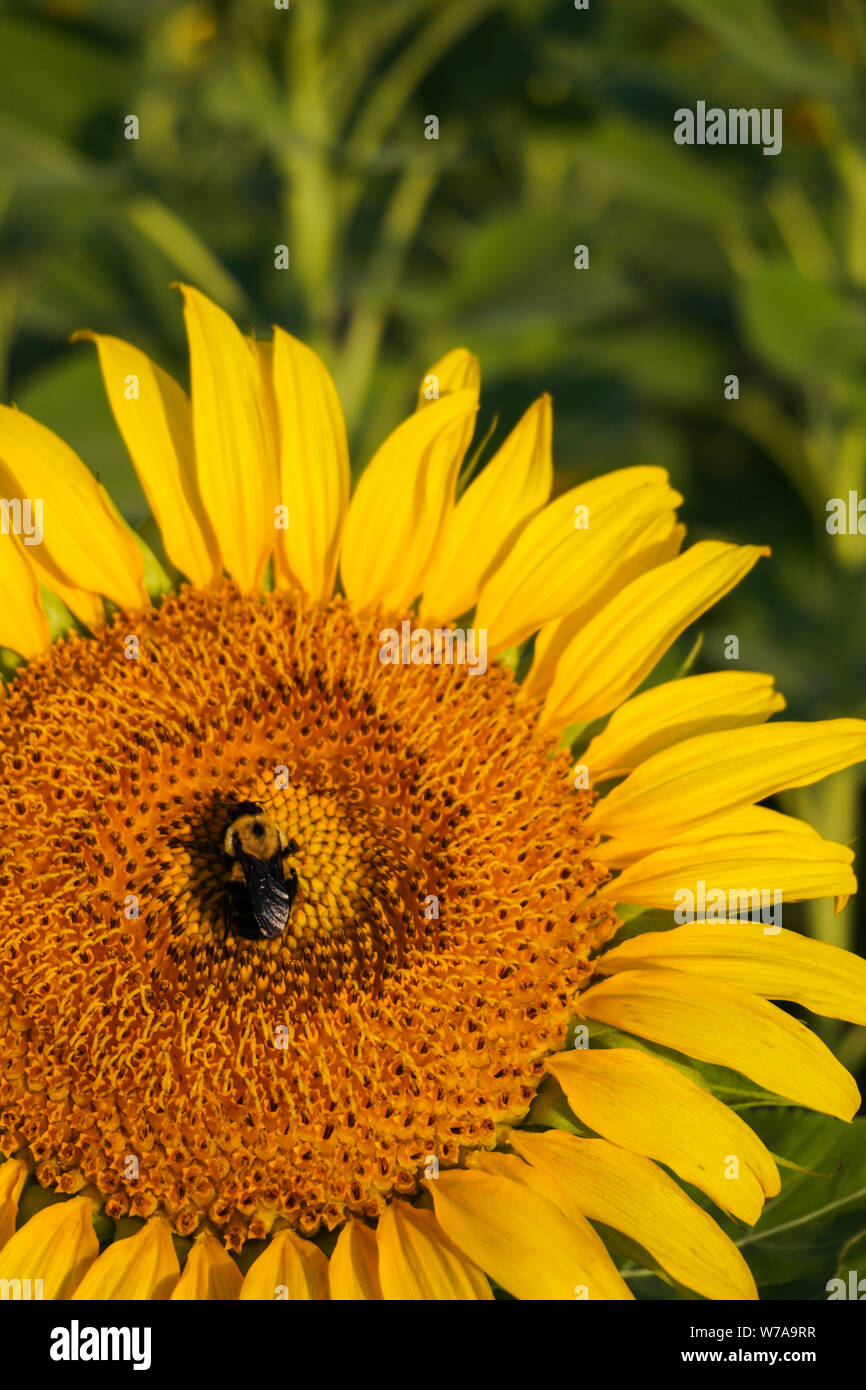 Vertical image of a bee pollinating a sunflower with green space above ...