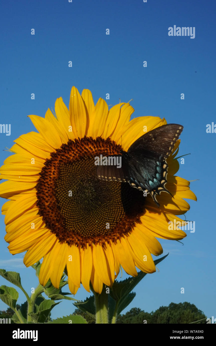 Vertical butterfly hi-res stock photography and images - Alamy