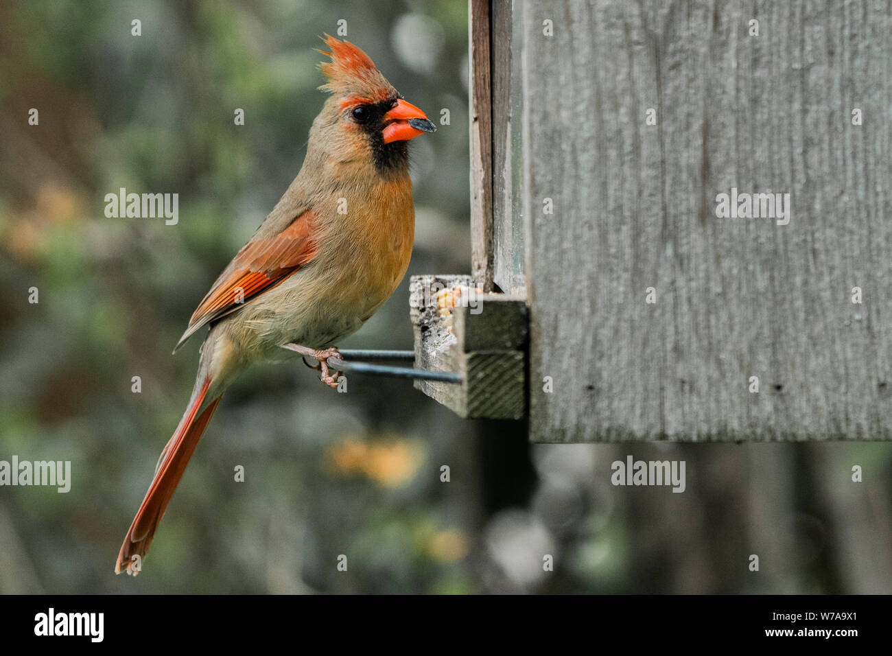 wild red female cardinal at bird feeder in backyard Stock Photo - Alamy