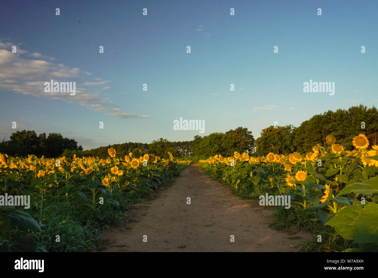 A dirt path carves its way though a sunflower field in summer Stock ...