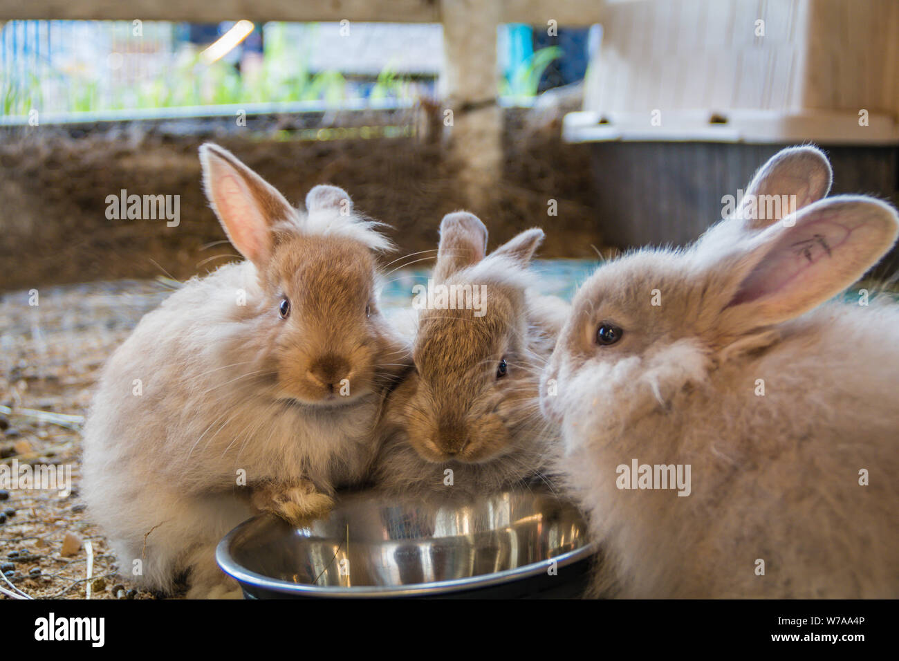 Adorable Fluffy Bunnies