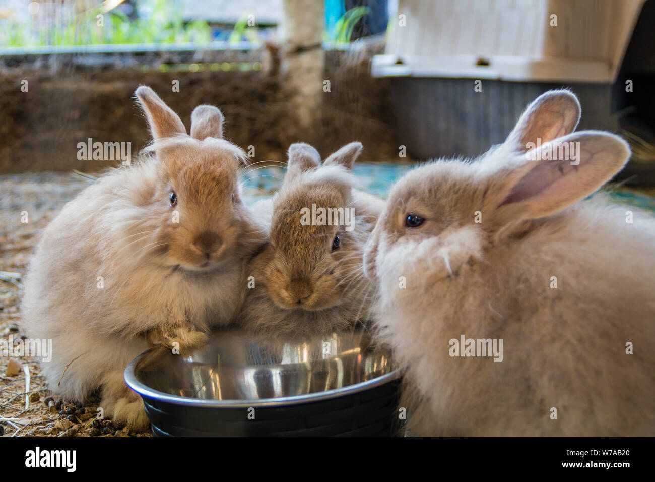 Adorable fluffy bunny rabbits eating out of same silver bowl at the ...