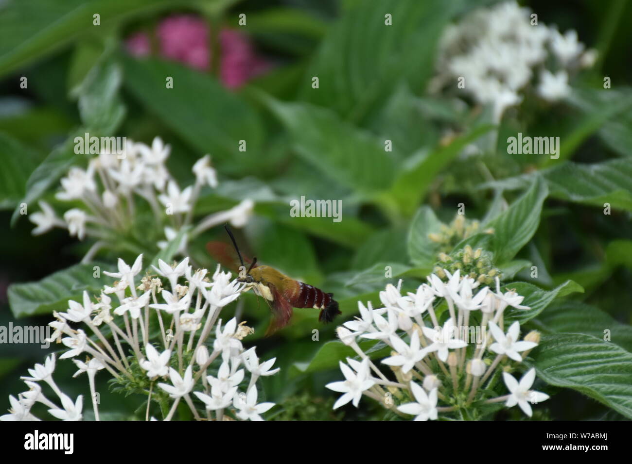 A closeup nature photograph of a Hummingbird Clearwing Moth feeding on ...